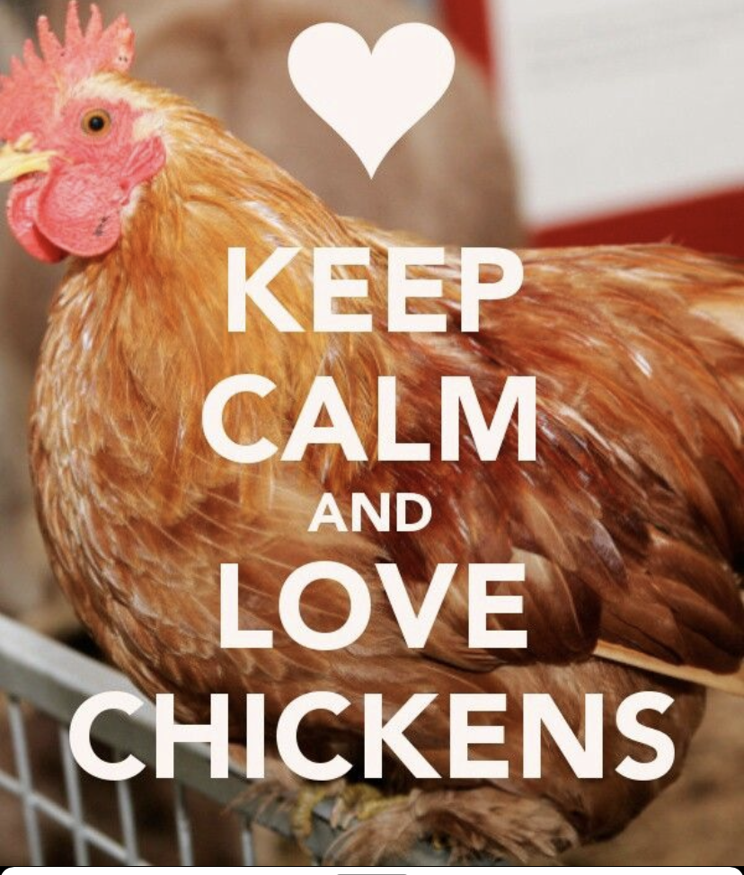 Hens Quotes Flock Focus Friday, 3/21/14 | The Chicken Chick®